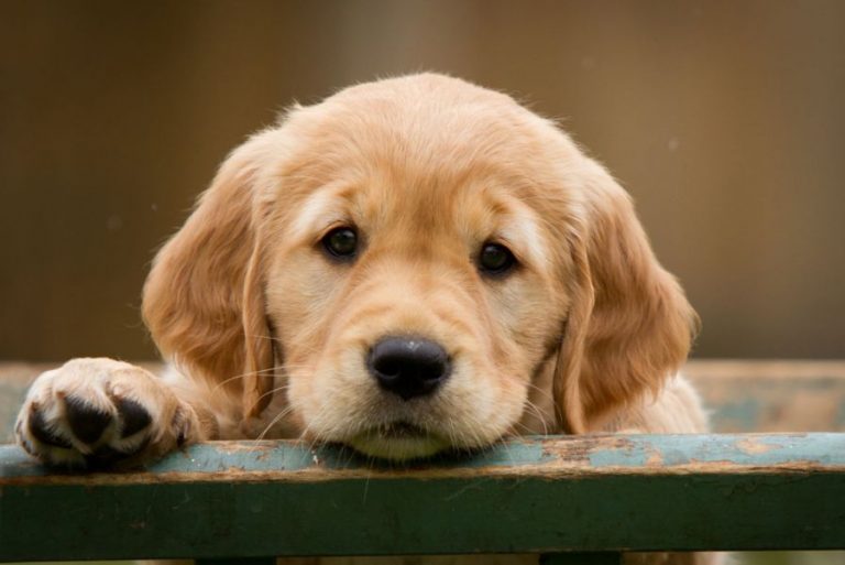 Facts About Dogs In Hindi facts-about-dogs-in-hindi