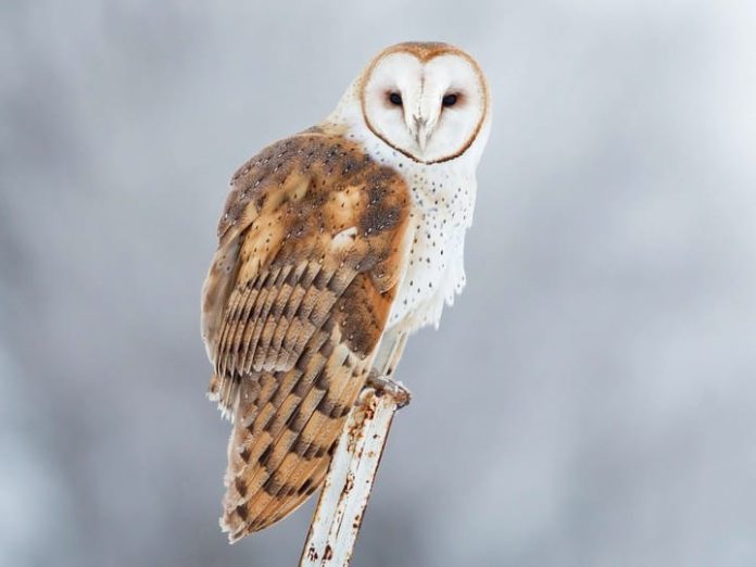 Information About Owl In Hindi information-about-owl-in-hindi